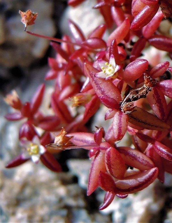 EXPANSA ssp. EXPANSA (engl./ fr.)