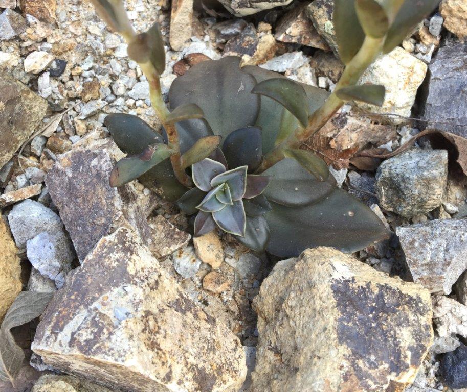 OLIVACEA Moran, 1991 (engl./ fr.)