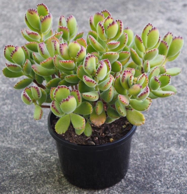 TOMENTOSA ssp. TOMENTOSA (engl./ fr.)