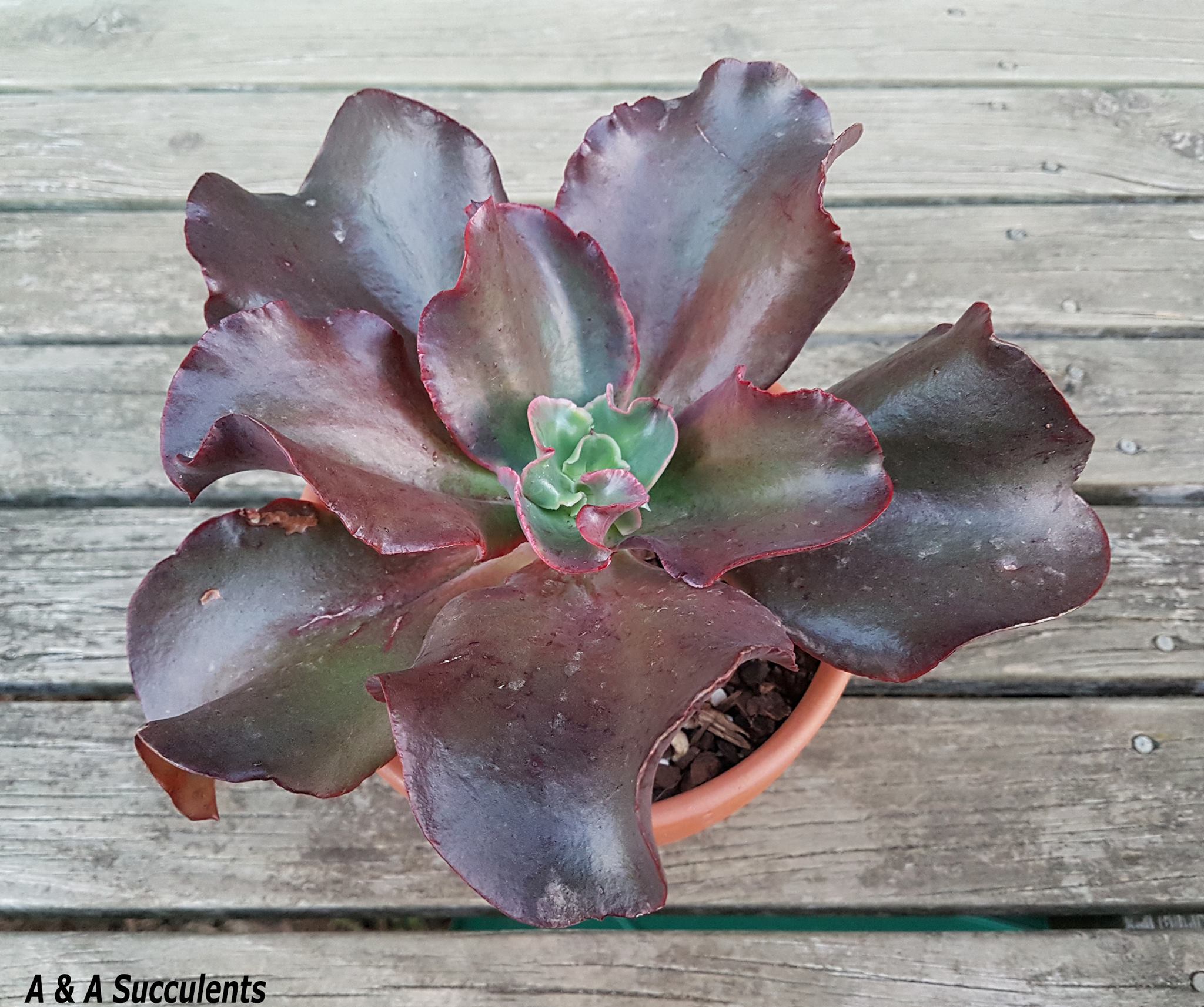 Red Baron ‘레드 바론’