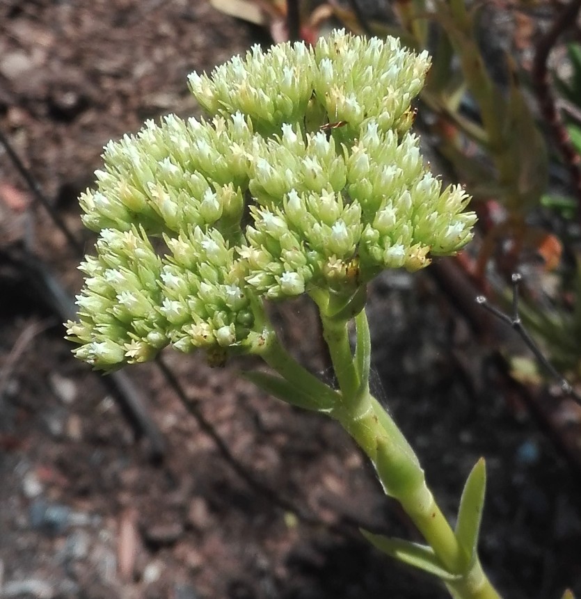 MULTIFLORA ssp. MULTIFLORA (engl./ fr.)