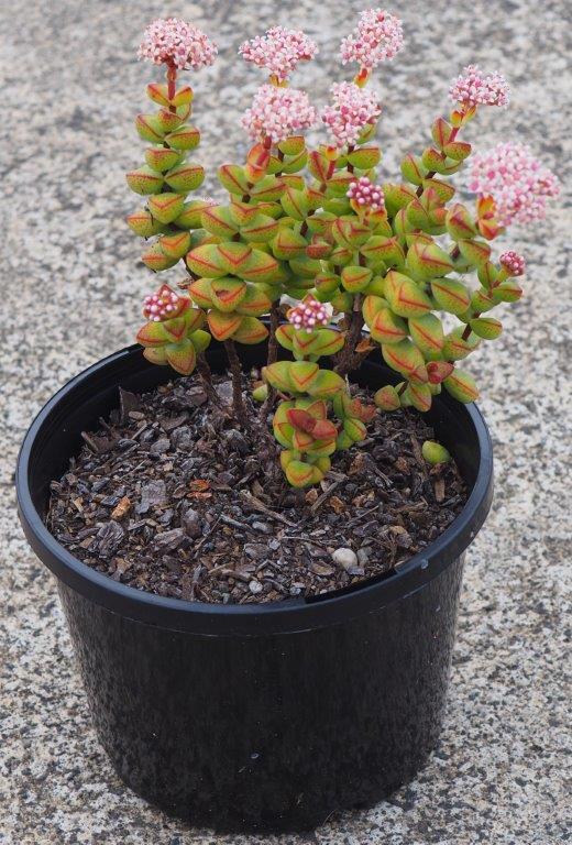 RUPESTRIS ssp. RUPESTRIS