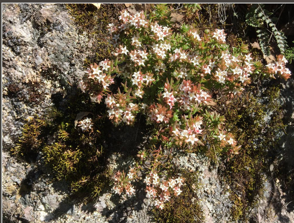 GOLDMANII (Rose) Moran, 1996