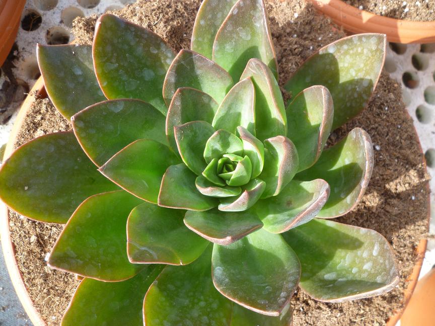 Green Prince