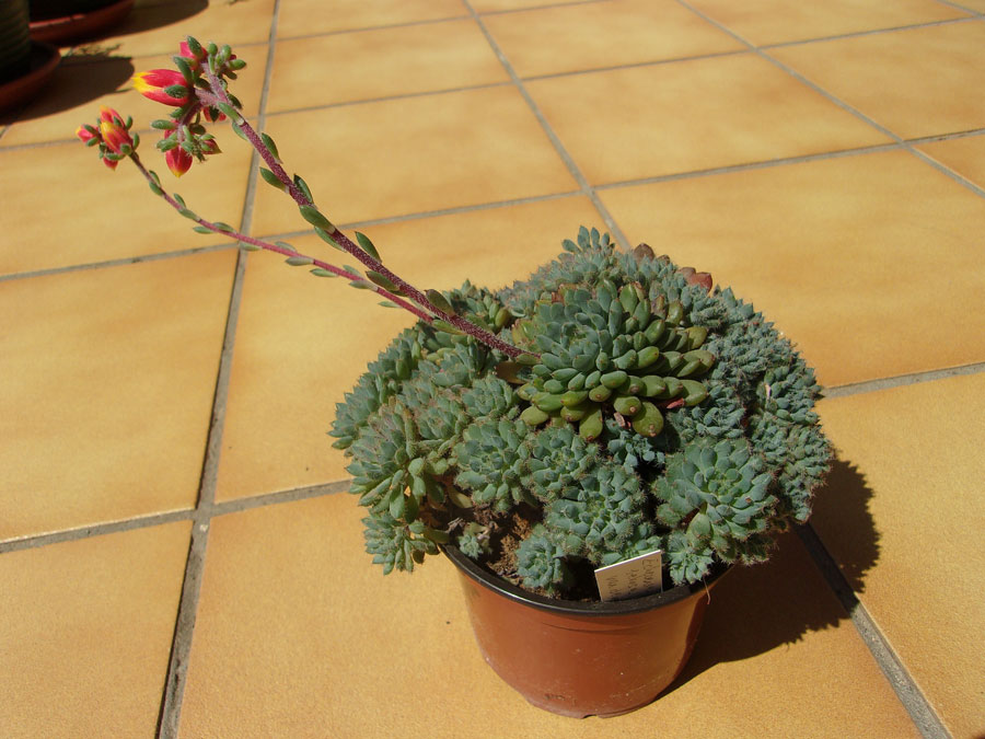 SETOSA var. DEMINUTA J. Meyrán, 1989 (engl./ fr.)