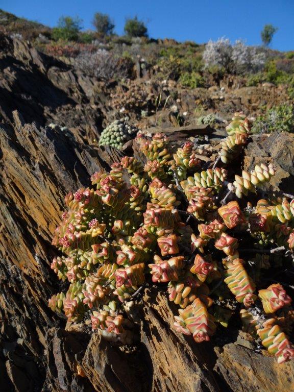 RUPESTRIS ssp. RUPESTRIS