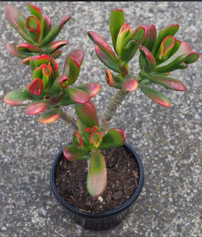 Tolkien Group (engl./ fr.)