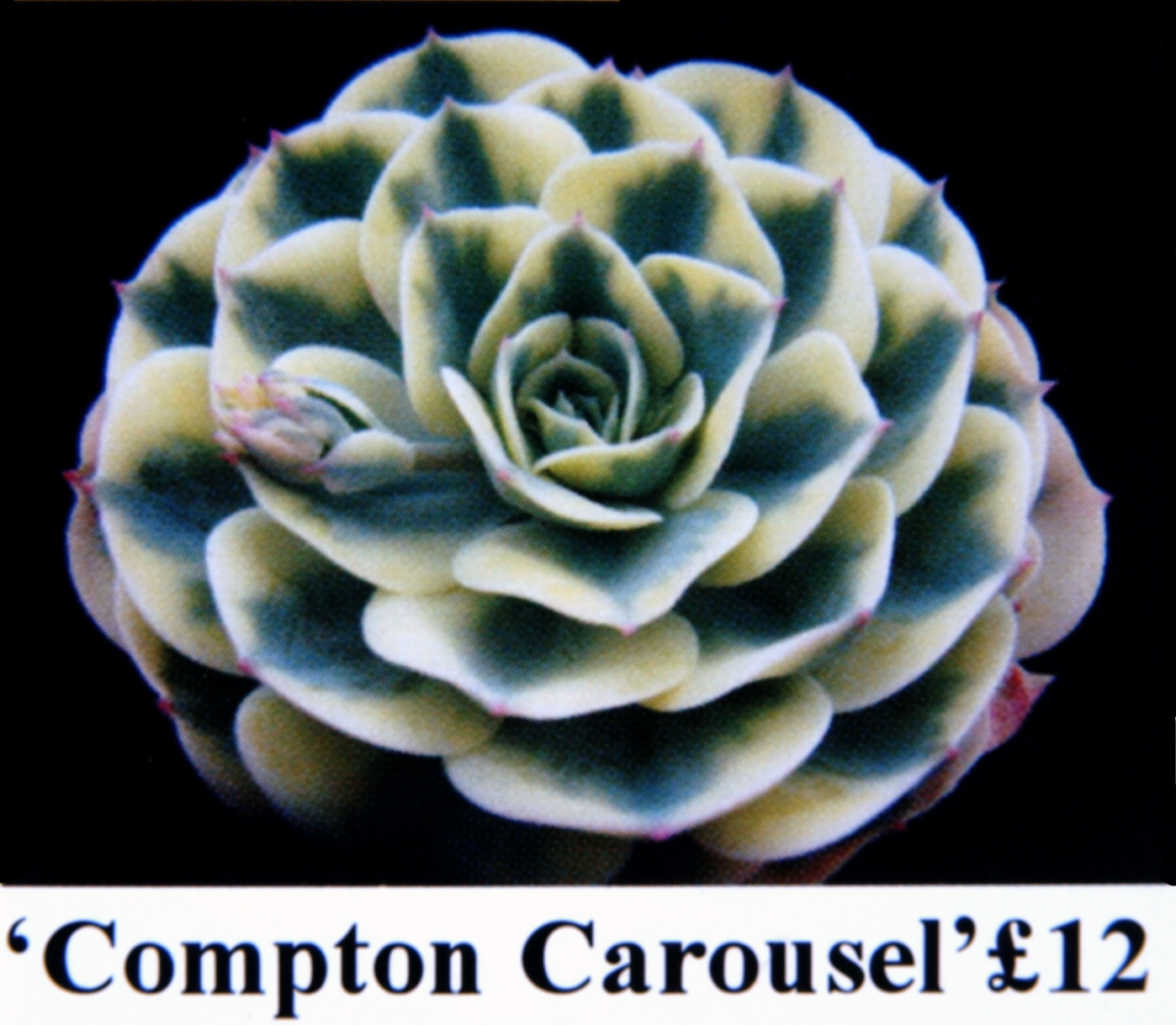 SECUNDA 'Compton Carousel'