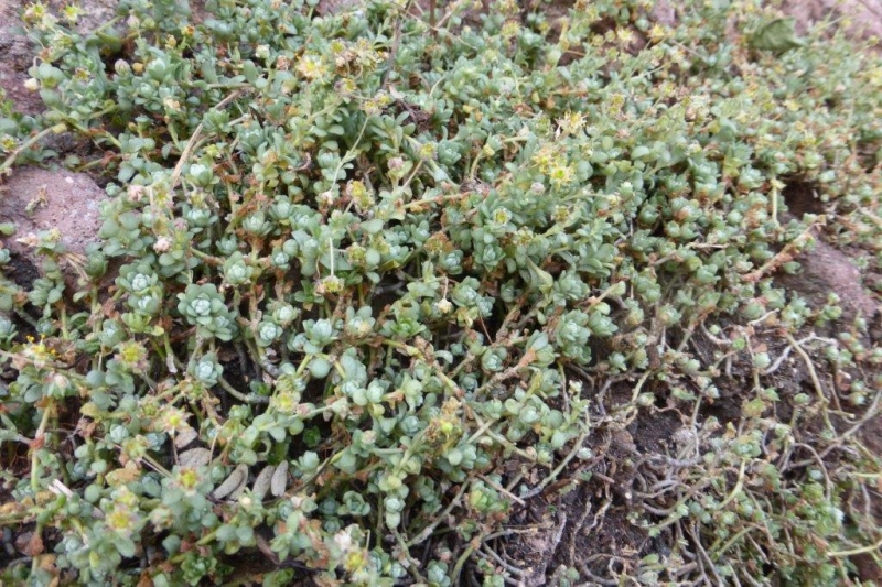 LONGIPES ssp. LONGIPES