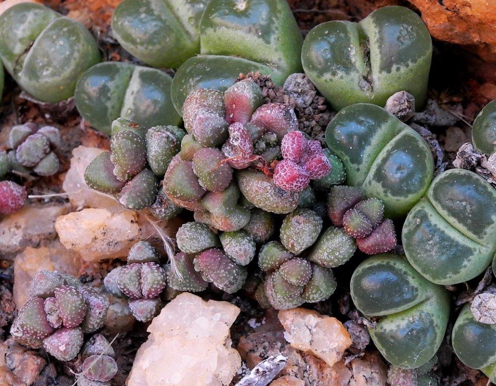 ELEGANS Schönland & Baker f., 1902 (engl./ fr.)