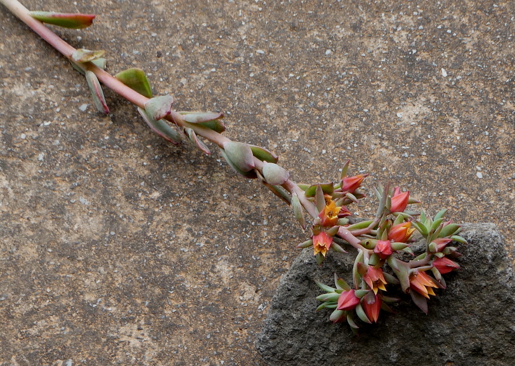 Cassytha ‘캐시타’