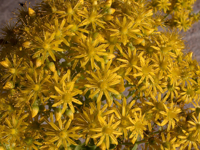 ARBOREUM var. ARBOREUM (engl./ fr.)