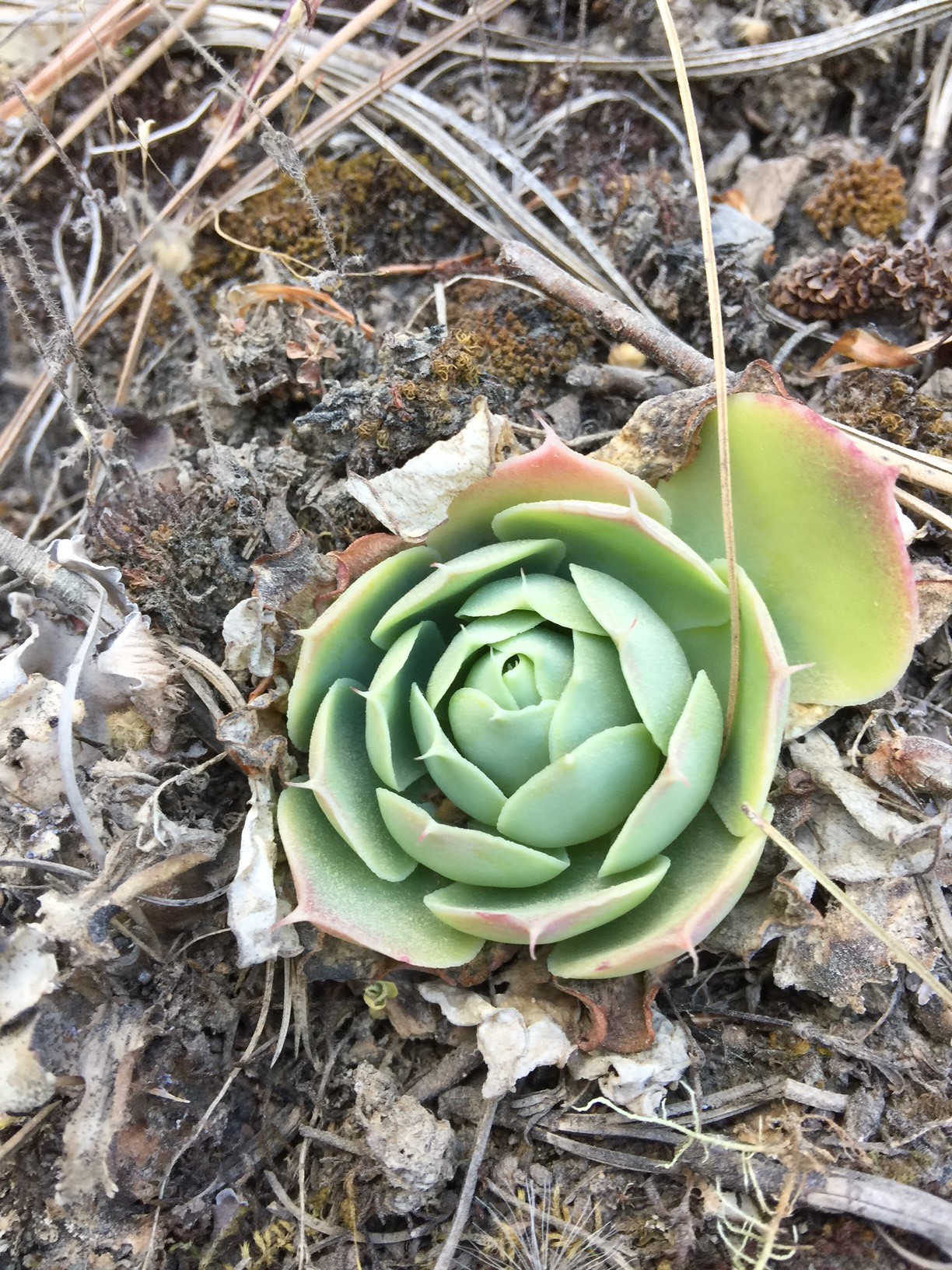 MEGACALYX Walther, 1959