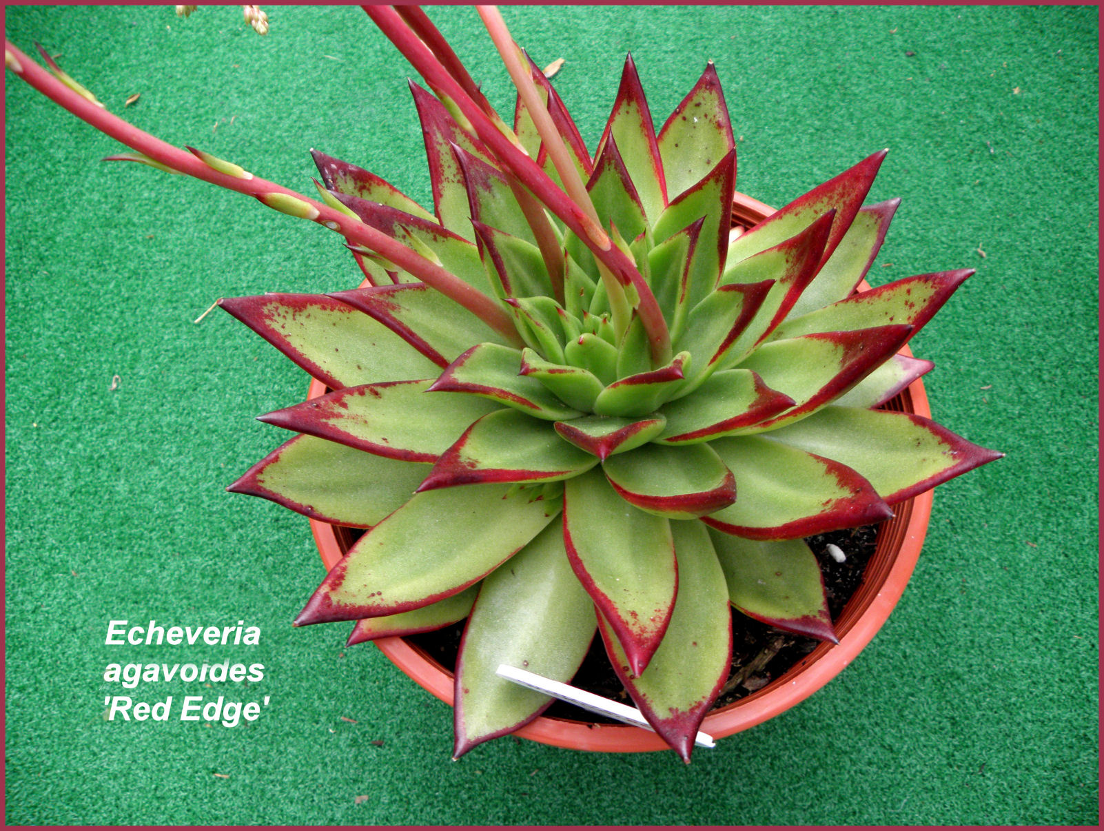 AGAVOIDES 'Red Edge' Dodson, 1973