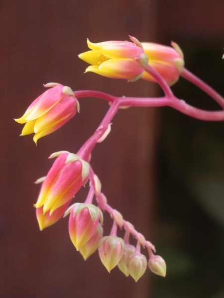 Parva ‘파르바’