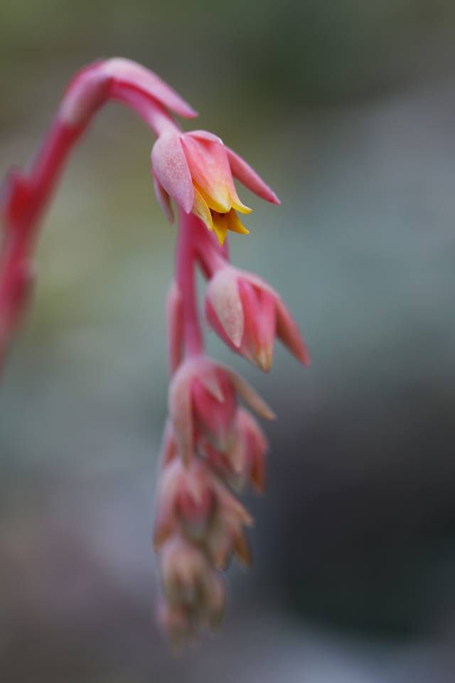 Snow Angel 雪天使