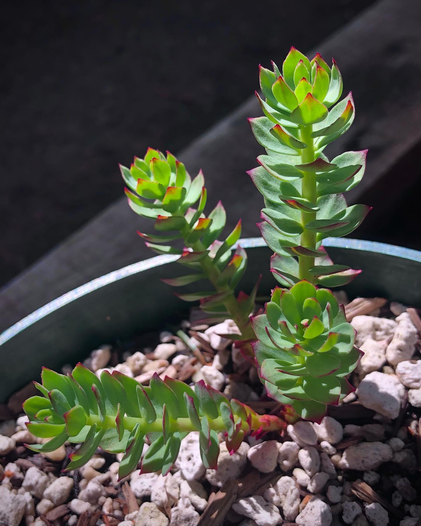 INTEGRIFOLIA ssp. INTEGRIFOLIA