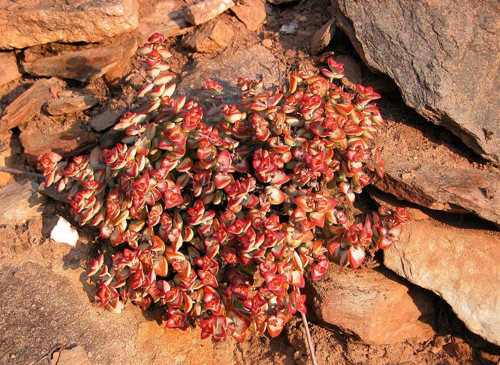 RUPESTRIS ssp. RUPESTRIS