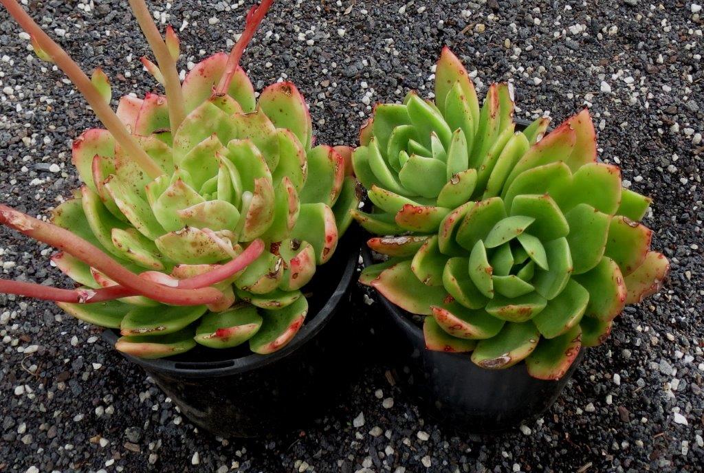 Clara Bell ‘클라라 벨’