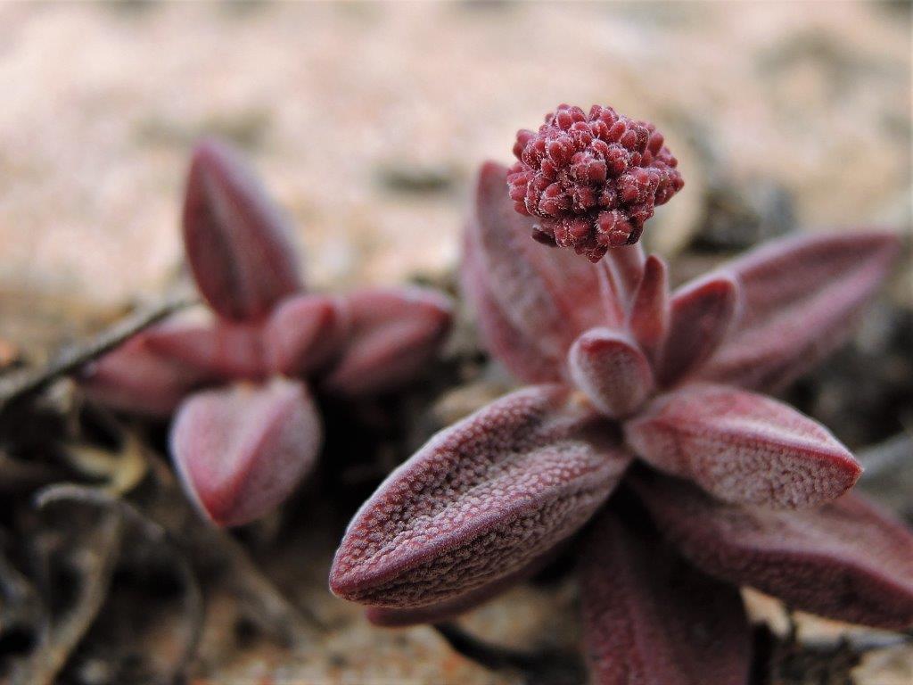 FRAGARIOIDES Van Jaarsveld & Helme, 2011 (engl./ fr.)