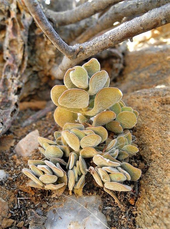 SERICEA var. SERICEA (engl./ fr.)