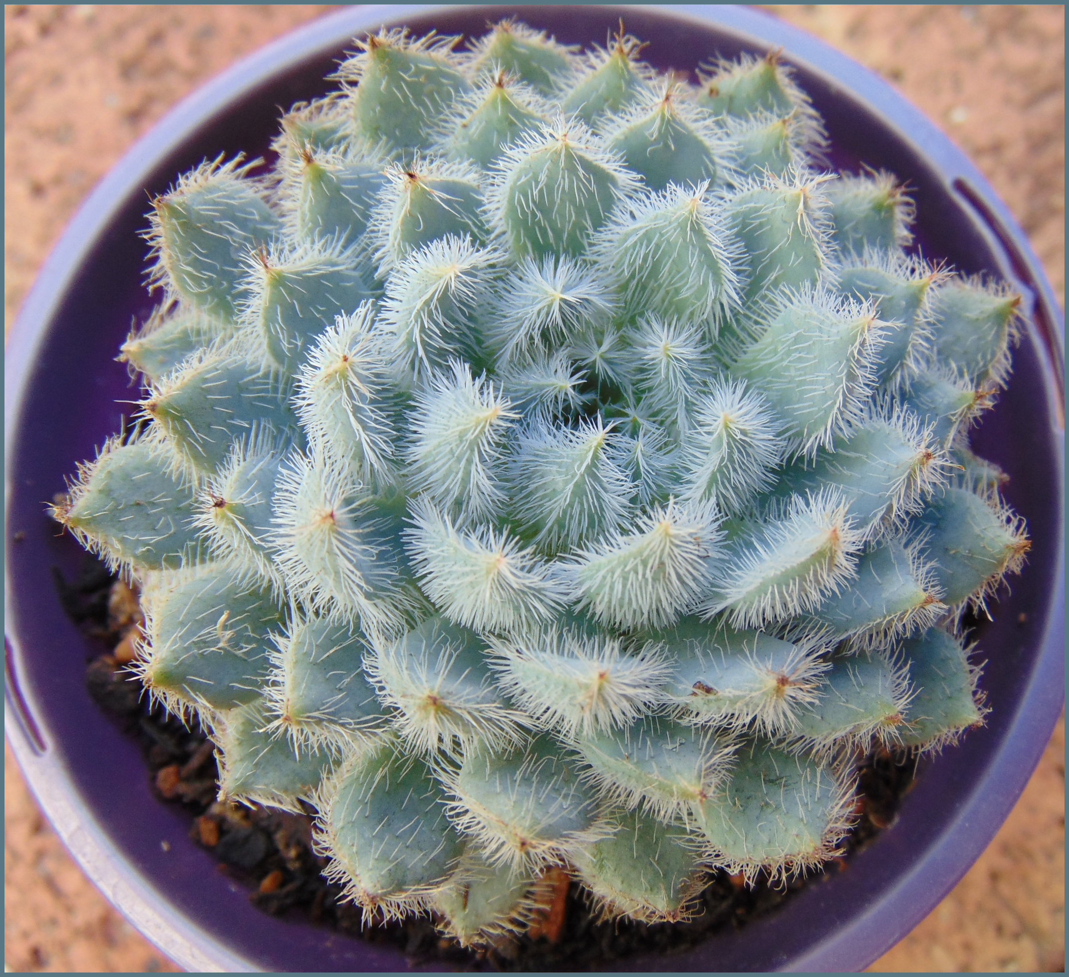 SETOSA var. MINOR Moran, 1993 (engl./ fr.)