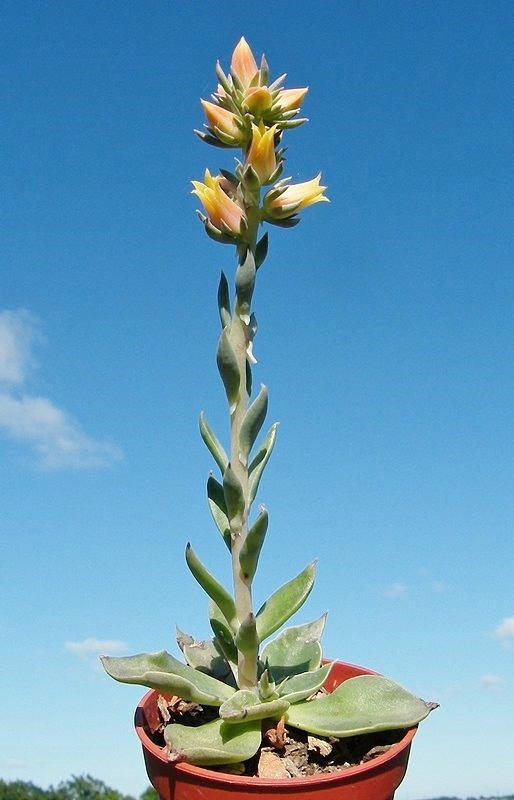 PLATYPHYLLA Rose, 1903