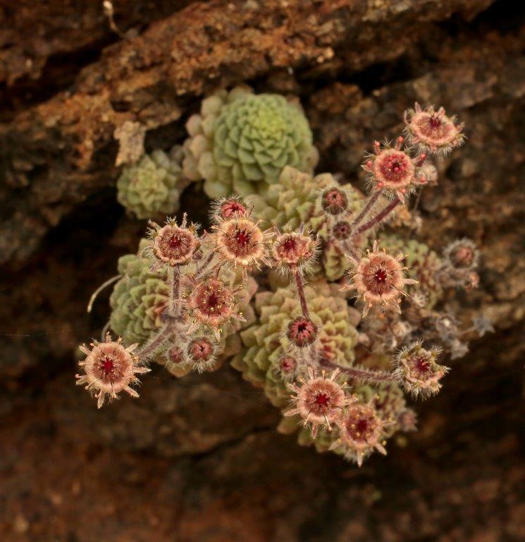 POLYPHYLLA ssp. AMYDROS Nyffeler, 1992 (engl./ fr.)