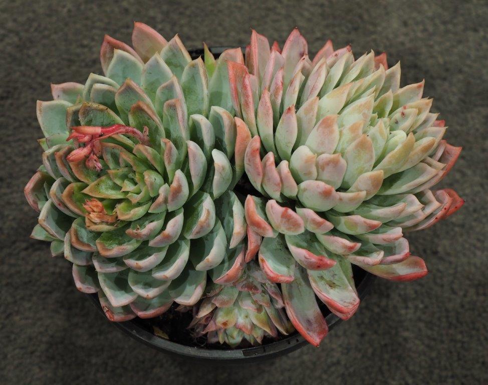 Violet Queen ‘바이올렛 퀸’