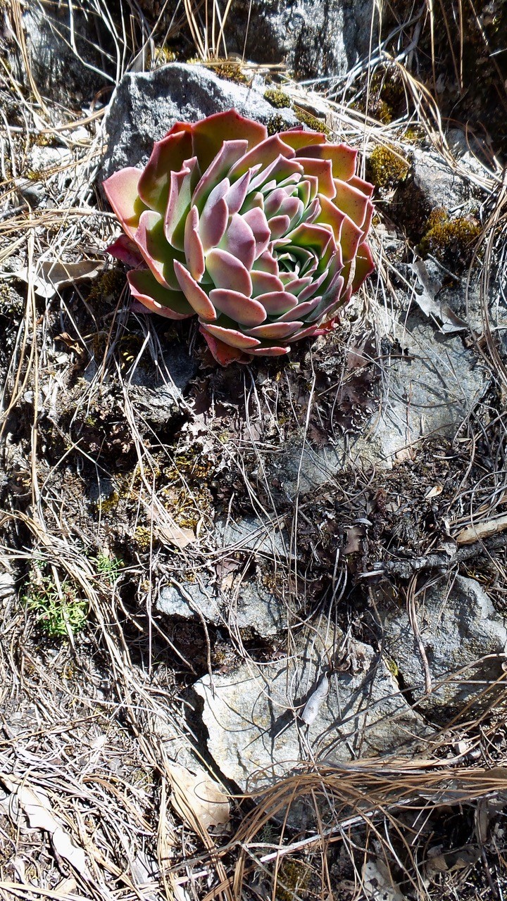 CHAZAROI Kimnach, 1995 (engl./ fr.)