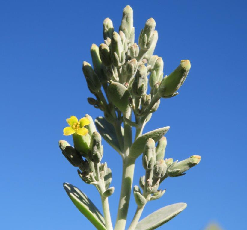 CROUCHII Gideon F.Sm. & Figueiredo, 2018