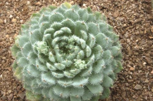 SETOSA var. MINOR Moran, 1993 (engl./ fr.)