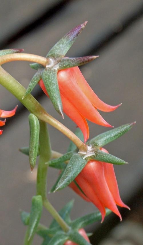 HUMILIS J.N. Rose, 1903