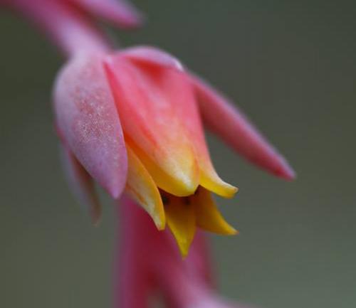 Snow Angel 雪天使