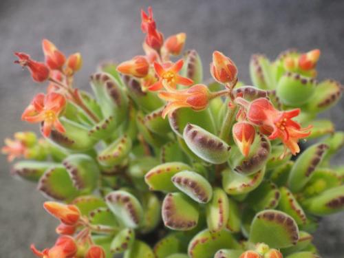 TOMENTOSA ssp. TOMENTOSA (engl./ fr.)