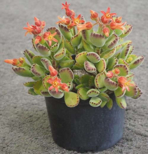 TOMENTOSA ssp. TOMENTOSA (engl./ fr.)