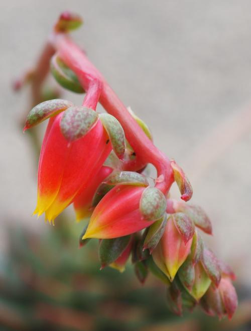 Shamrock ‘샴록’