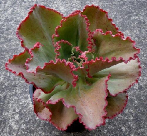 Crinoline ‘크리놀린’