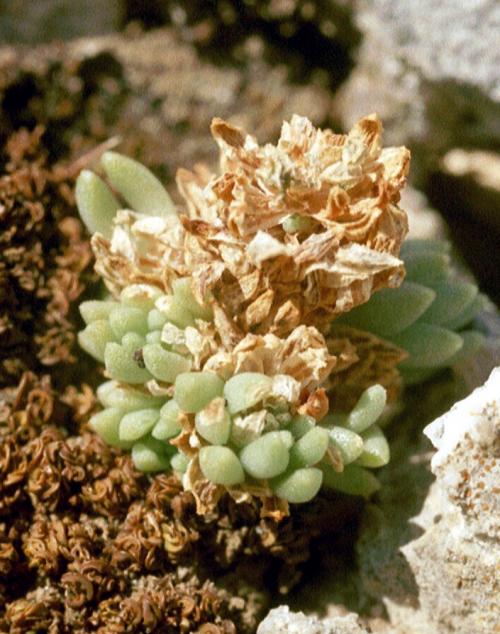 LACONICUM ssp. LACONICUM