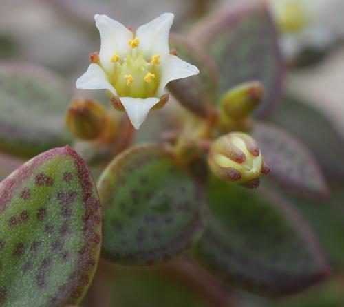 VOLKENSII ssp. VOLKENSII