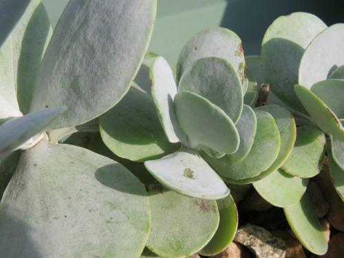 CROUCHII Gideon F.Sm. & Figueiredo, 2018