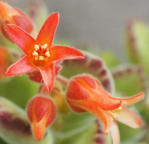 TOMENTOSA ssp. TOMENTOSA (engl./ fr.)