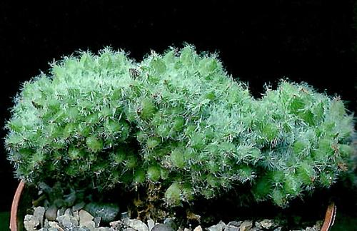 SETOSA var. SETOSA (engl./ fr.)