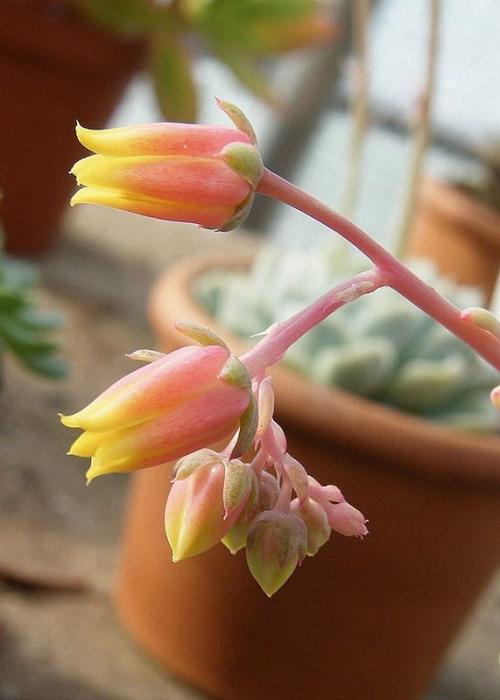 Parva ‘파르바’