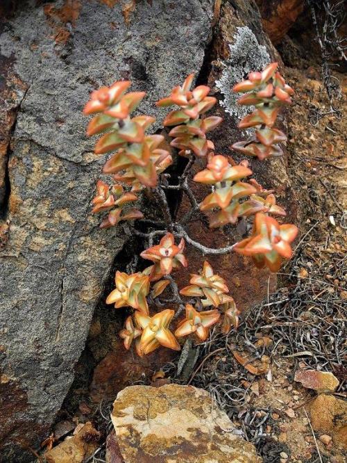 RUPESTRIS ssp. RUPESTRIS