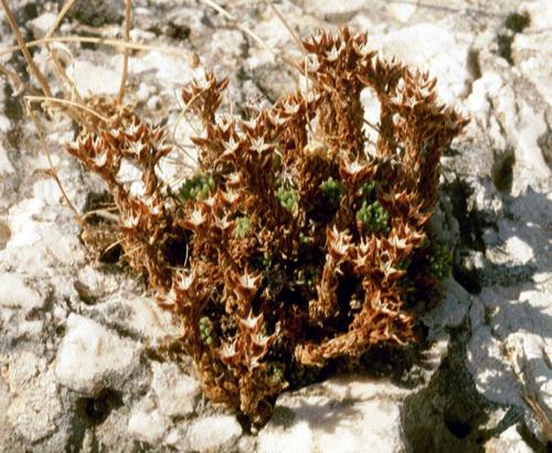 LACONICUM ssp. LACONICUM