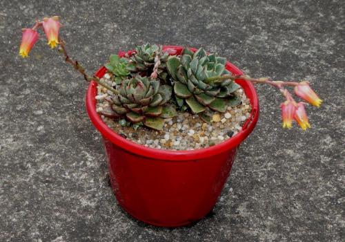 Shamrock ‘샴록’