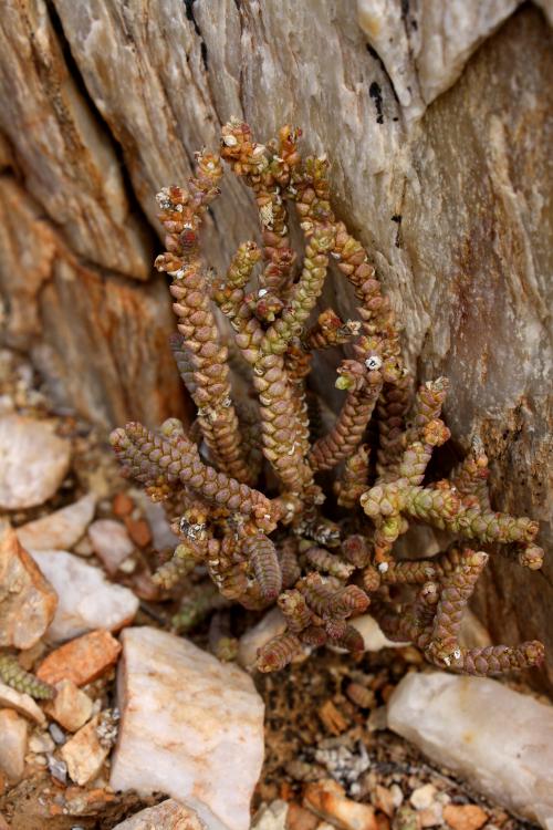 MUSCOSA var. MUSCOSA (engl./ fr.)