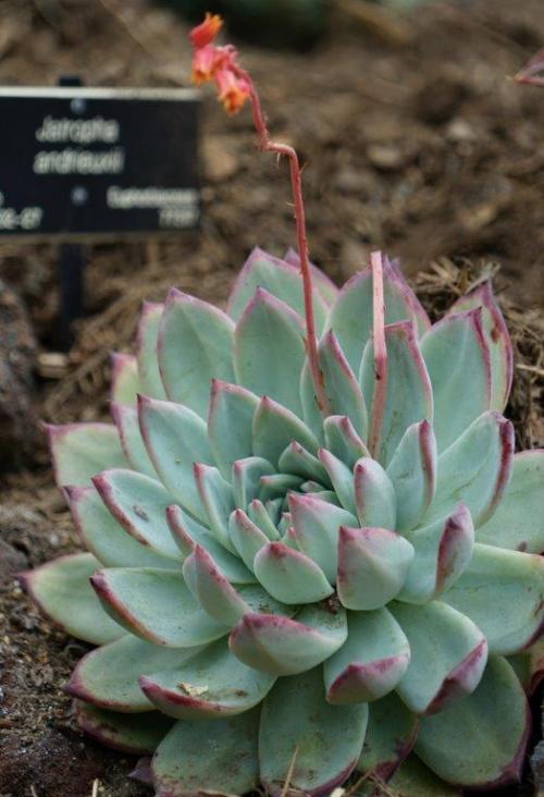 COLORATA fa COLORATA Walther, 1972 (engl./ fr.)