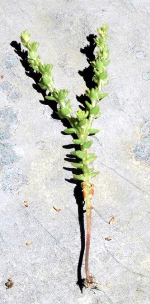 SAMIUM ssp MICRANTHUM 't Hart & Alpinar, 1991